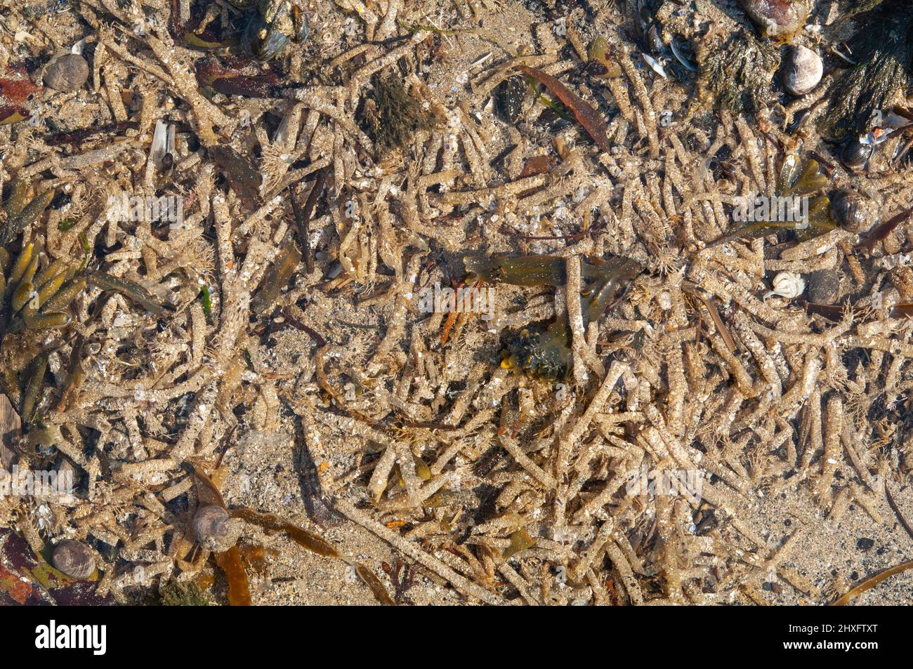 Sand mason worm (Lanice conchilega) tube casings Stock Photo - Alamy