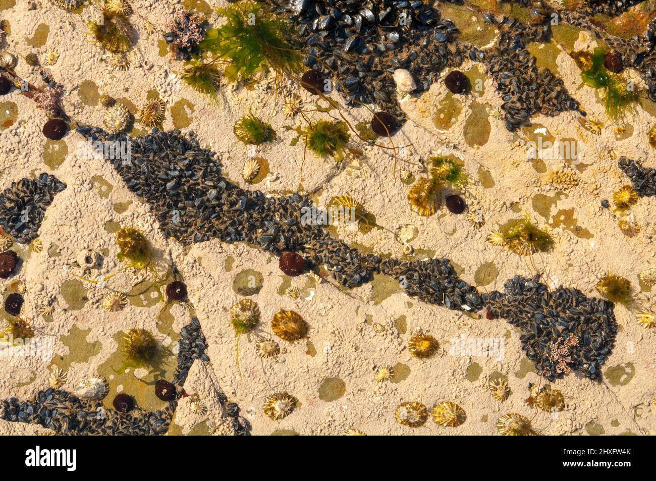 Yellow Coralline Algae