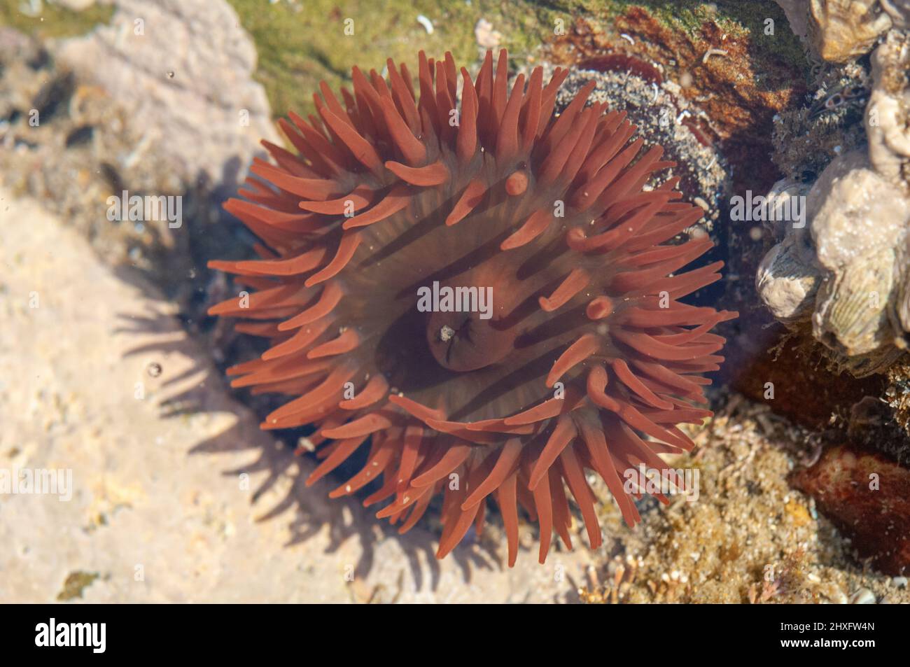 Actinia equina uk hi-res stock photography and images - Alamy