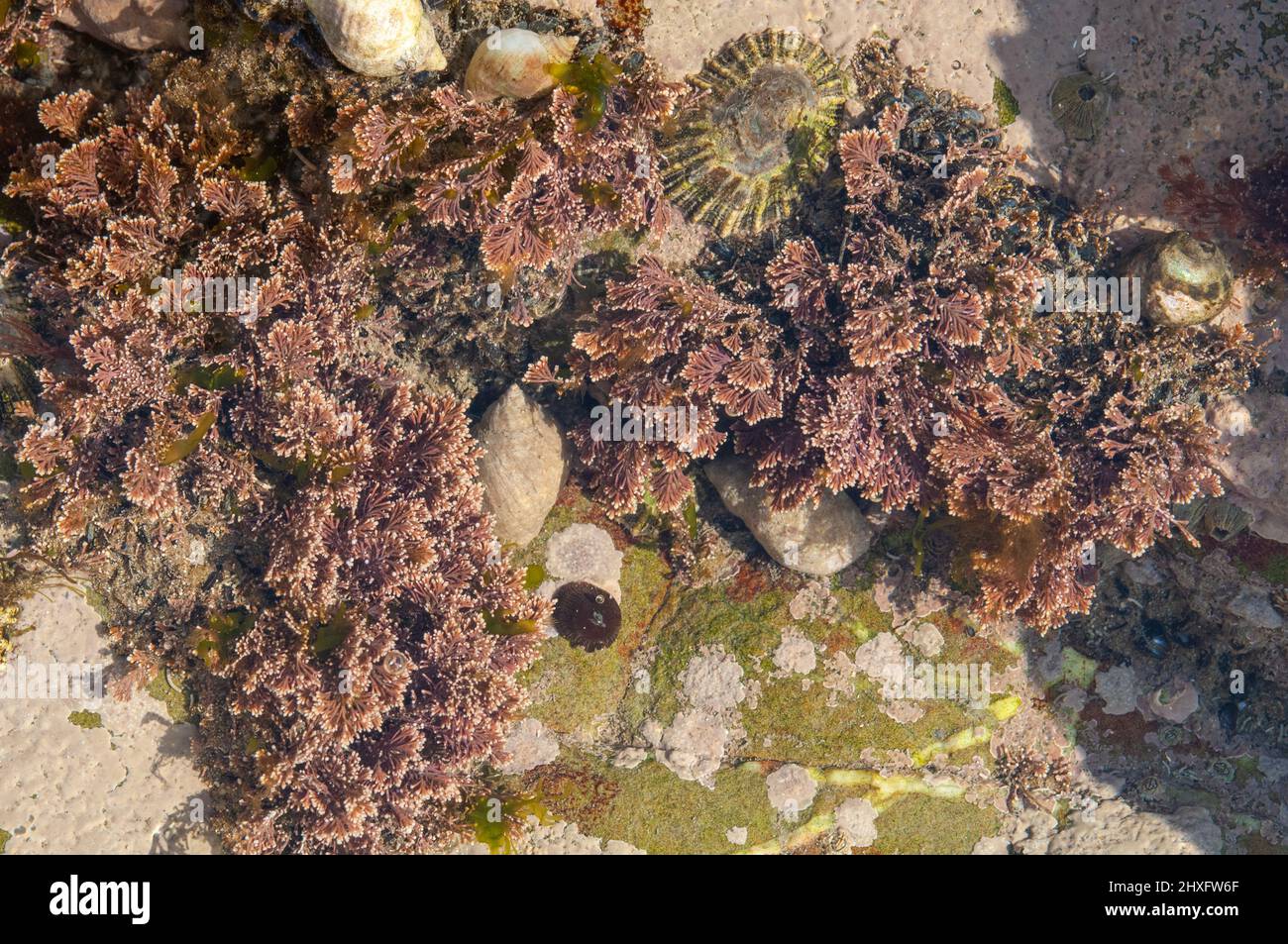 rockpool, Wales, UK Stock Photo - Alamy
