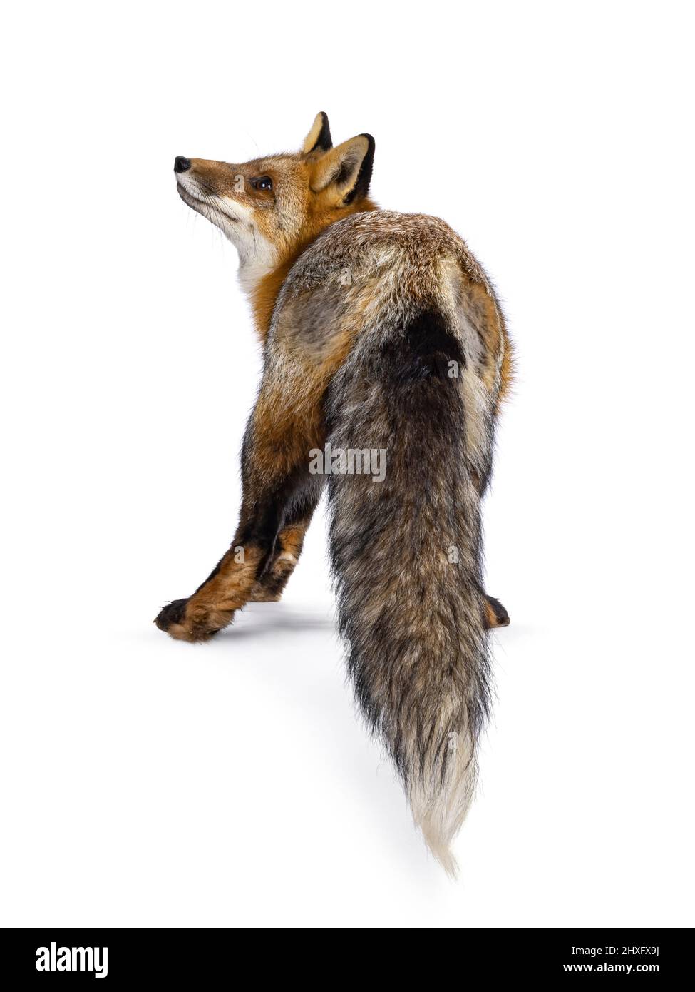 Classic red fox aka Vulpes vulpes, standing backwards. Looking side ...