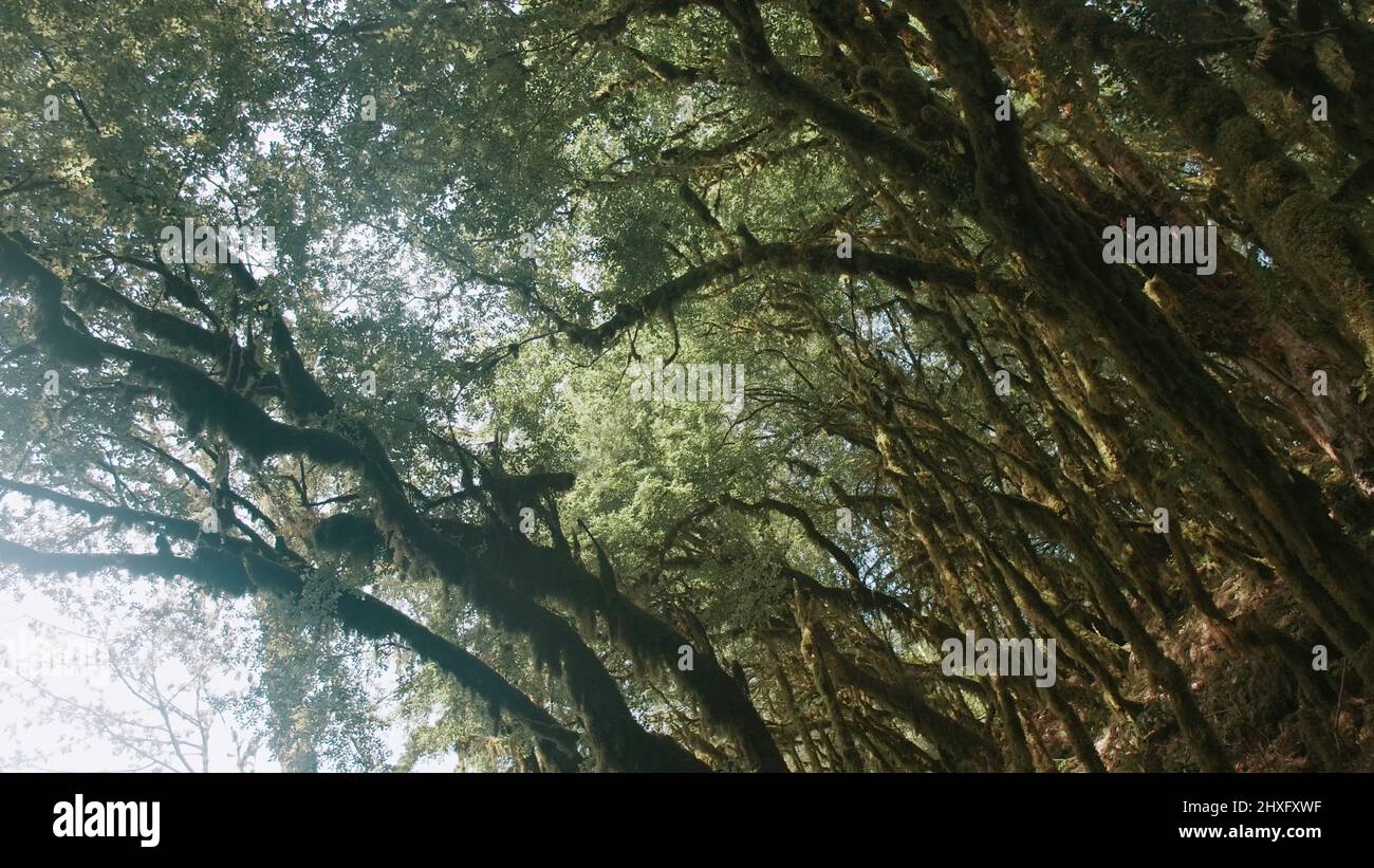 Strange green trees. Creative. Green twisting tropical trees with ...