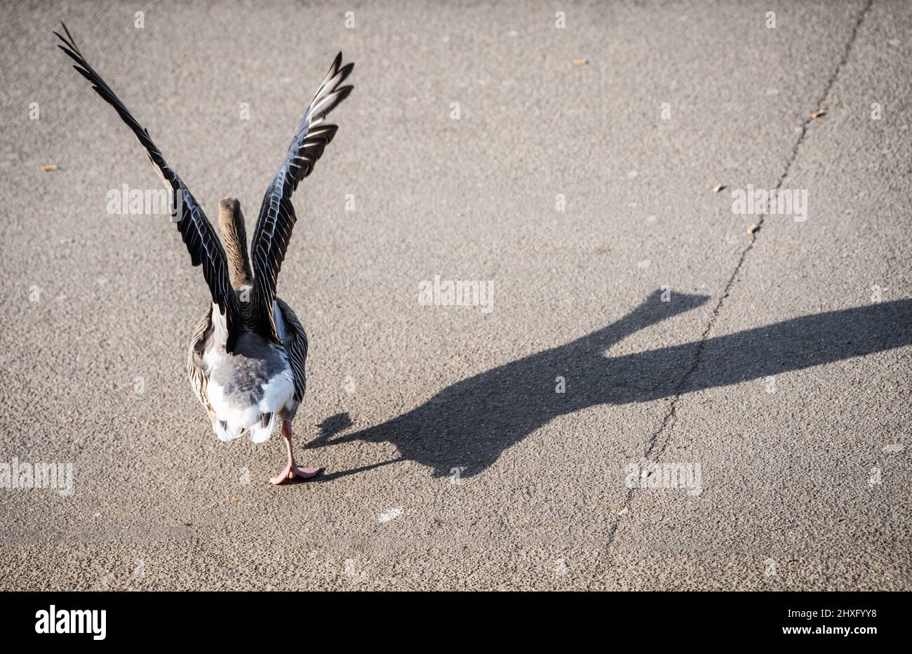 Birds casting shadow hi-res stock photography and images - Alamy