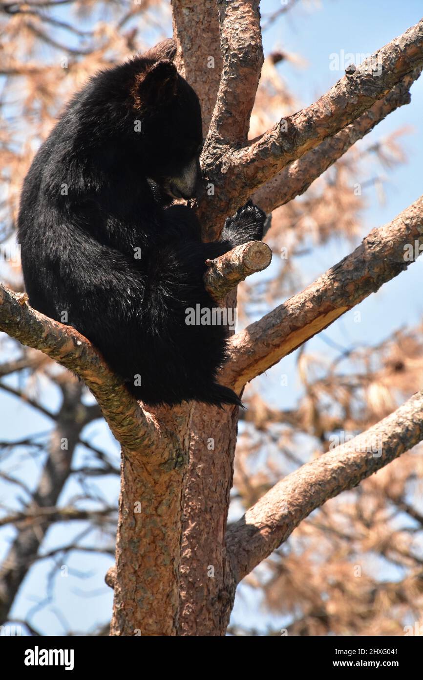 Very cute young black bear cub sitting on a tree branch Stock Photo - Alamy