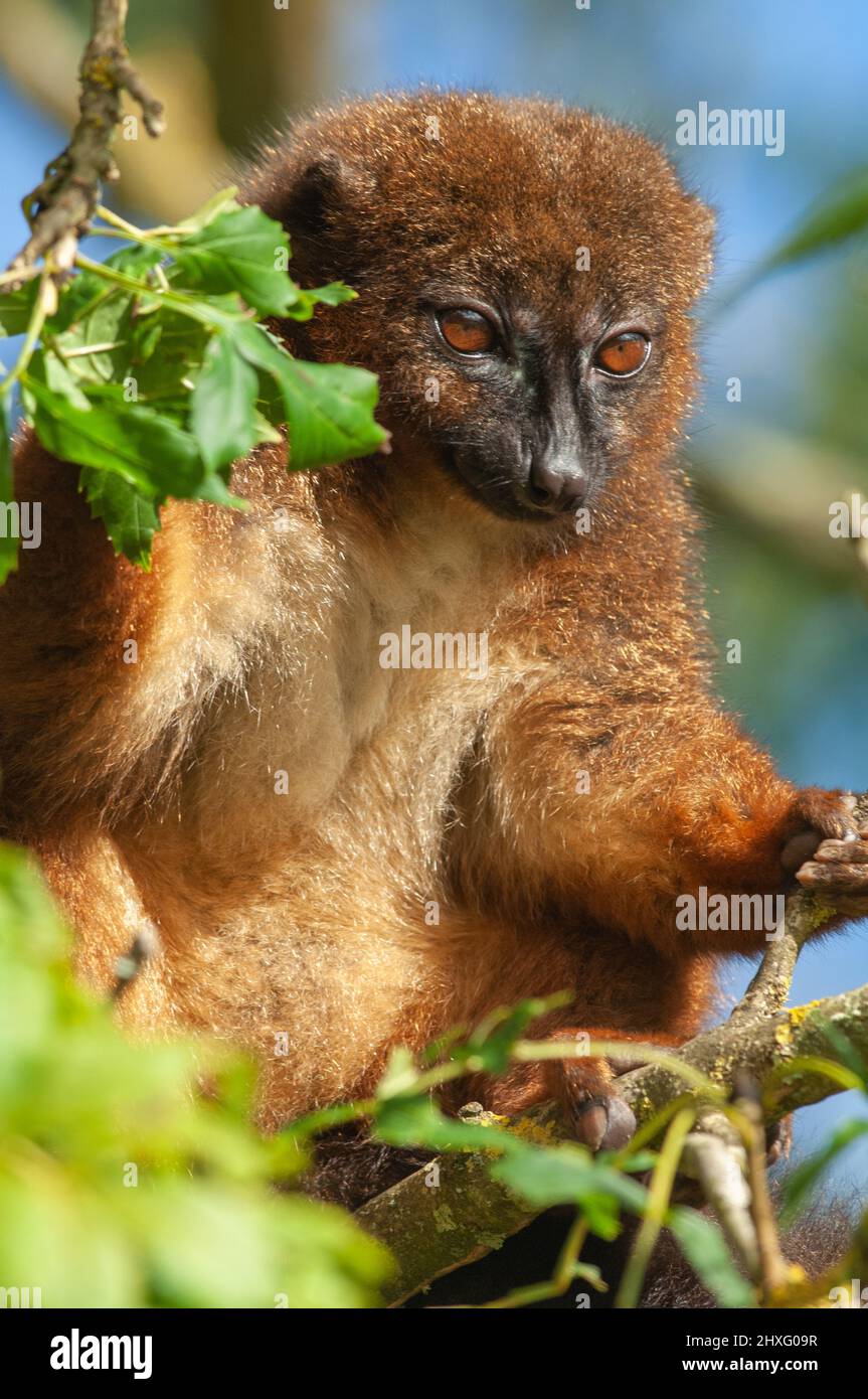Red bellied lemur hi-res stock photography and images - Alamy