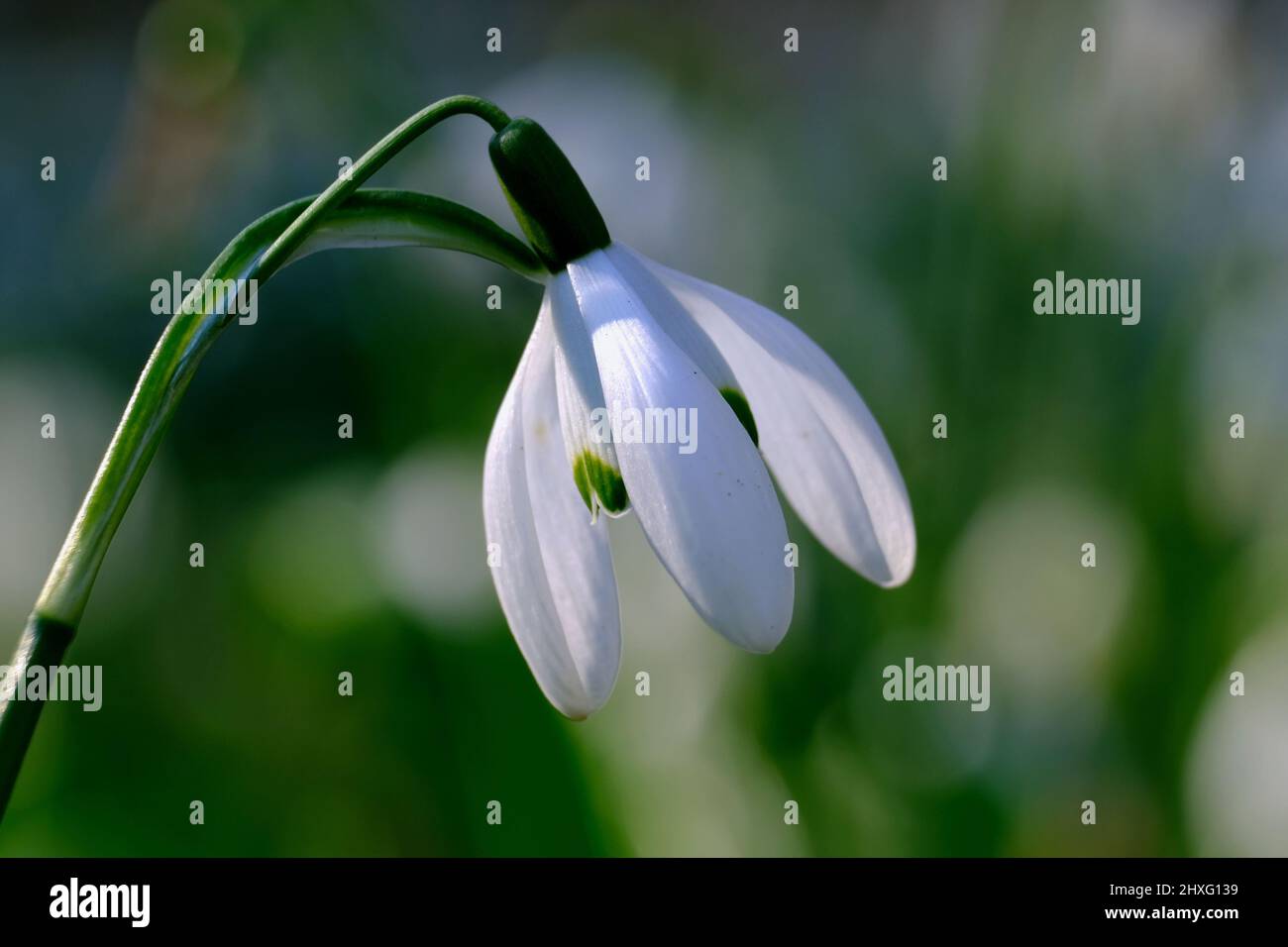 Snowdrop sunlight hi-res stock photography and images - Alamy