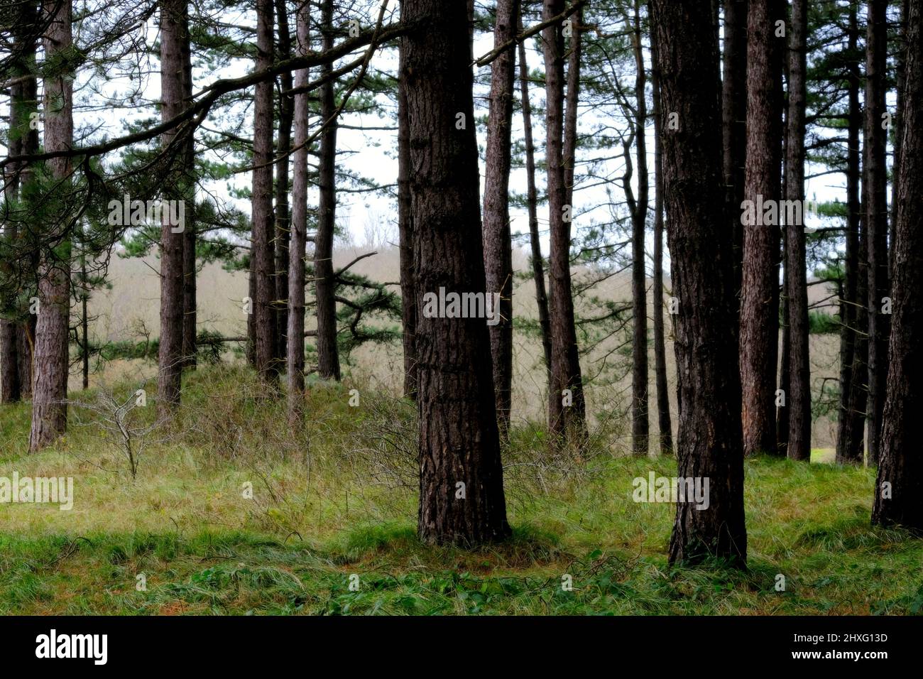 Pine trees in National Park Noord-Hollands Duinreservaat (Heemskerk ...