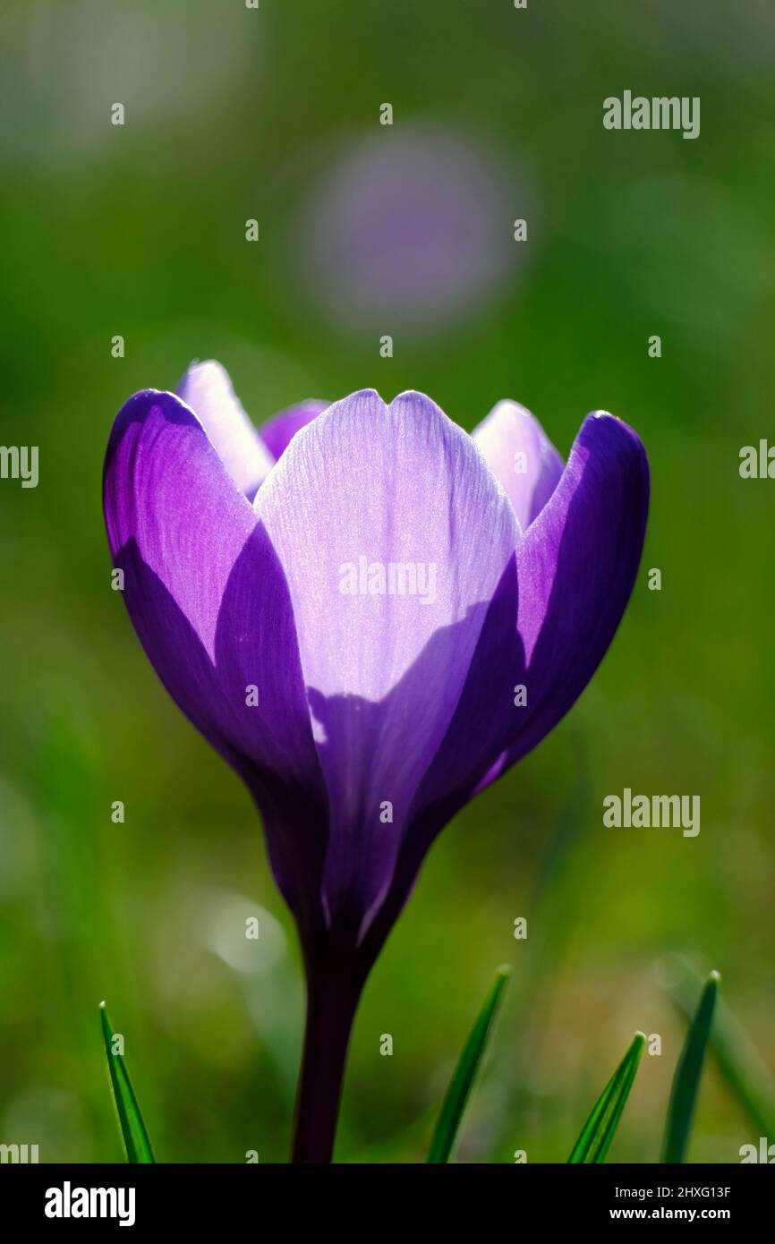Purple crocus macro hi-res stock photography and images - Alamy