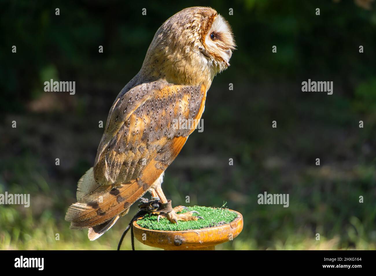 Barn owl tyto alba standing in grass hi-res stock photography and ...