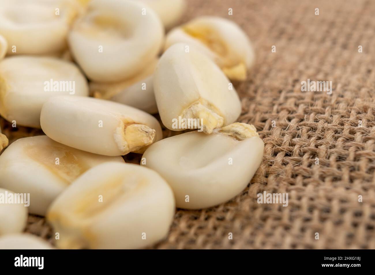 Whole dried hominy. Dry maize mote grain on rustic burlap. Macro Stock ...