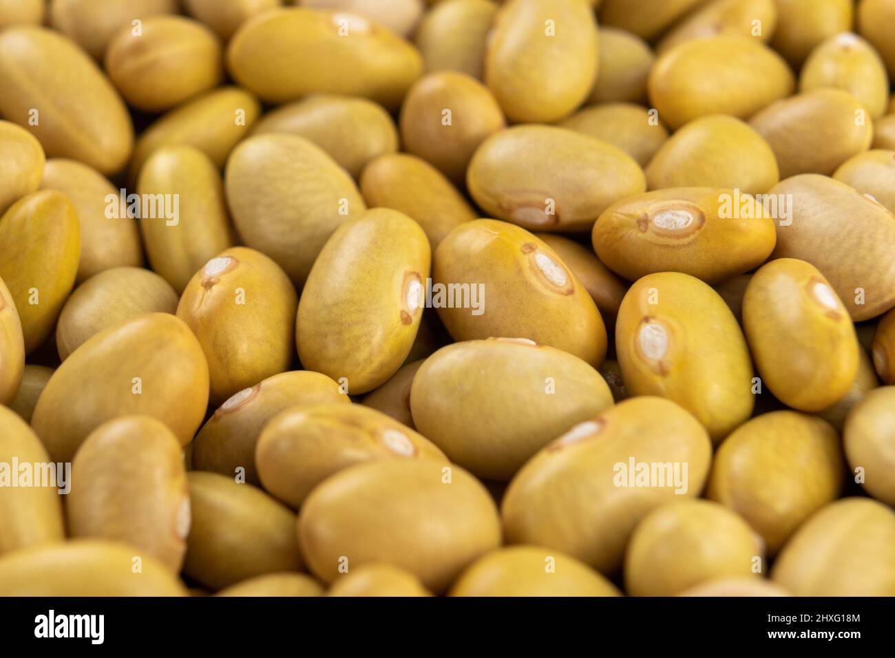 Raw Canary (peruvian) yellow beans. Dry peruano legumes. Macro Stock ...