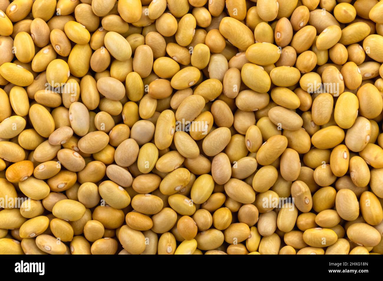 Raw peruvian (Canary) yellow beans. Uncooked peruano legumes. Close up ...