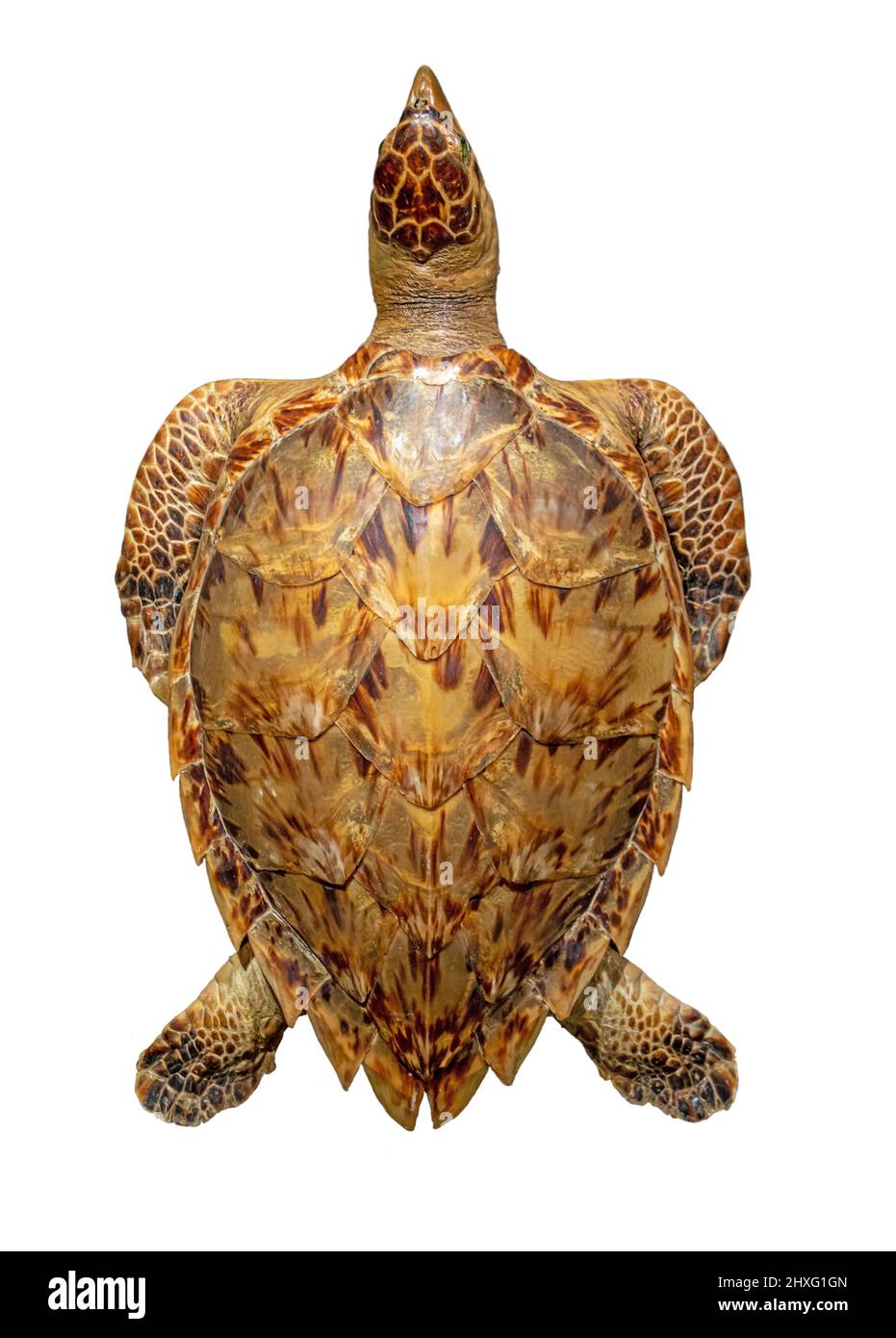 Turtle shell top view hi-res stock photography and images - Alamy