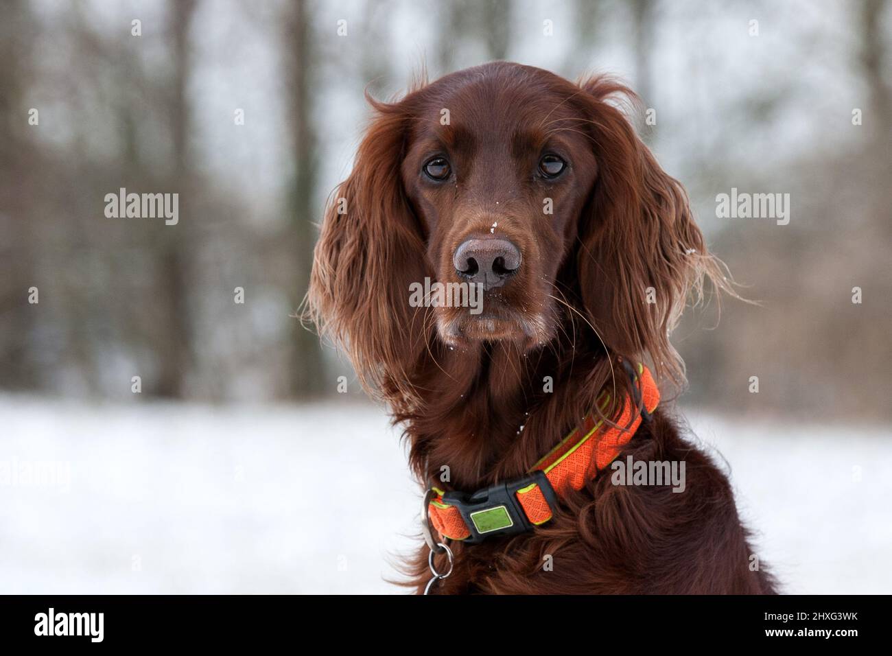 Irish setter is looking at the camera. A look into the beautiful eyes ...