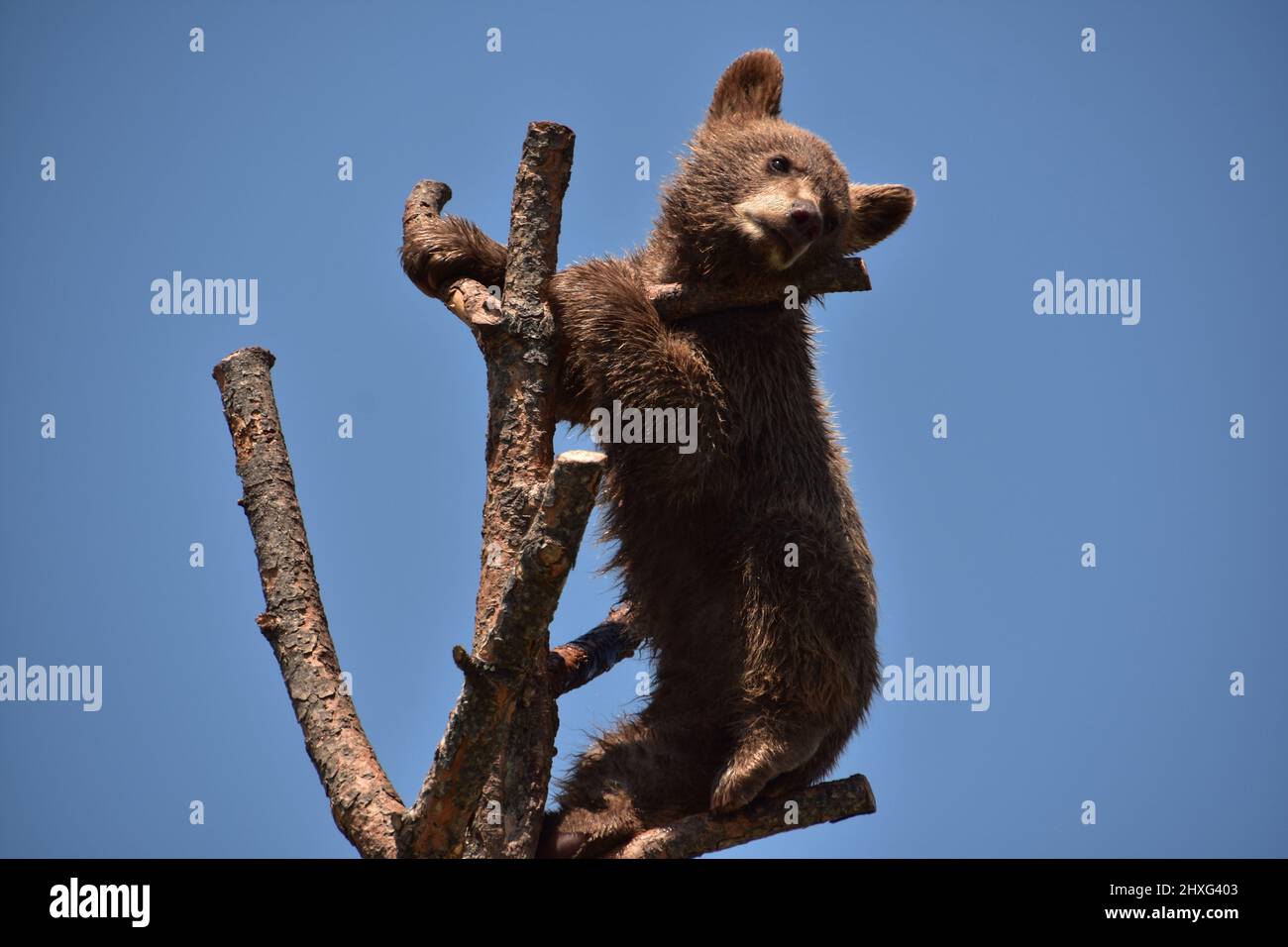 Brown bear standing branch hi-res stock photography and images - Alamy
