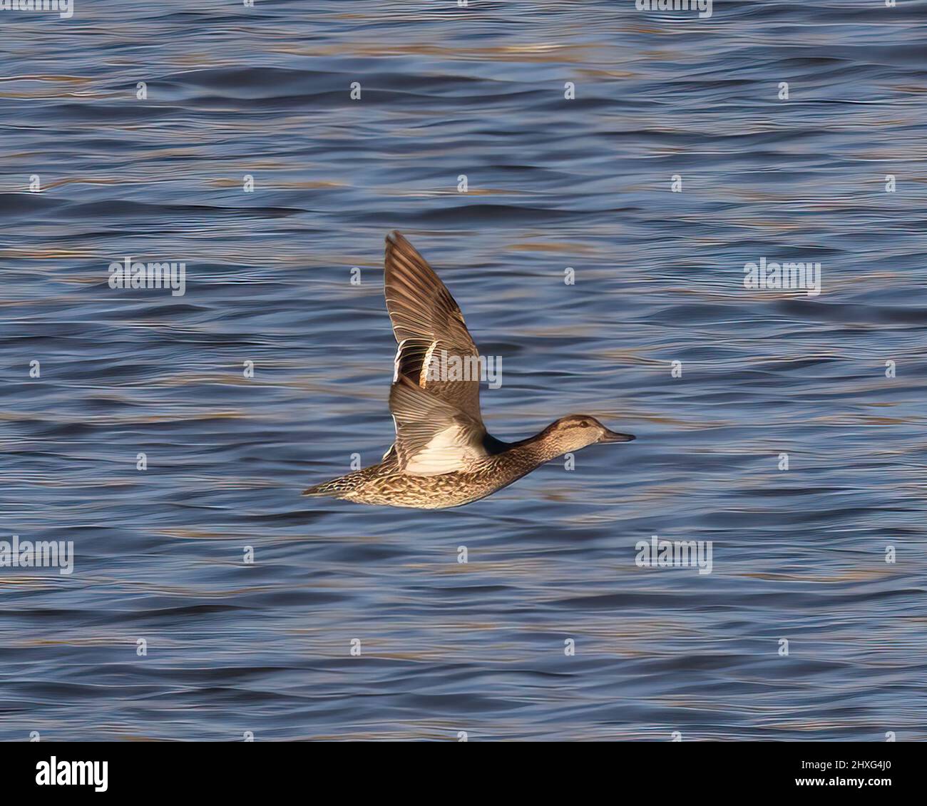 Green winged teal wings hi-res stock photography and images - Alamy