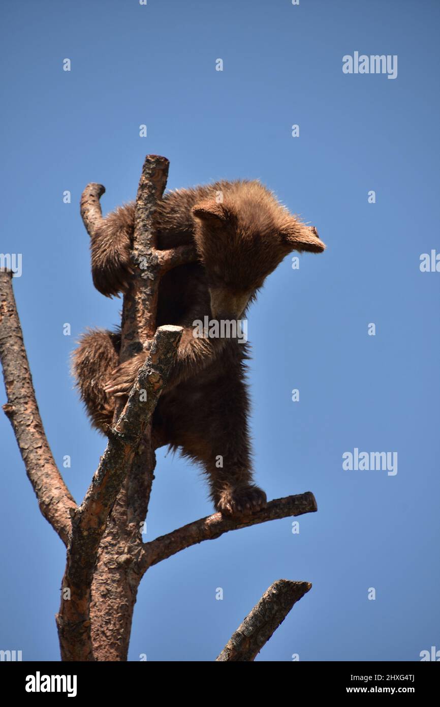 Bear cubs climbing up a tree hi-res stock photography and images - Alamy