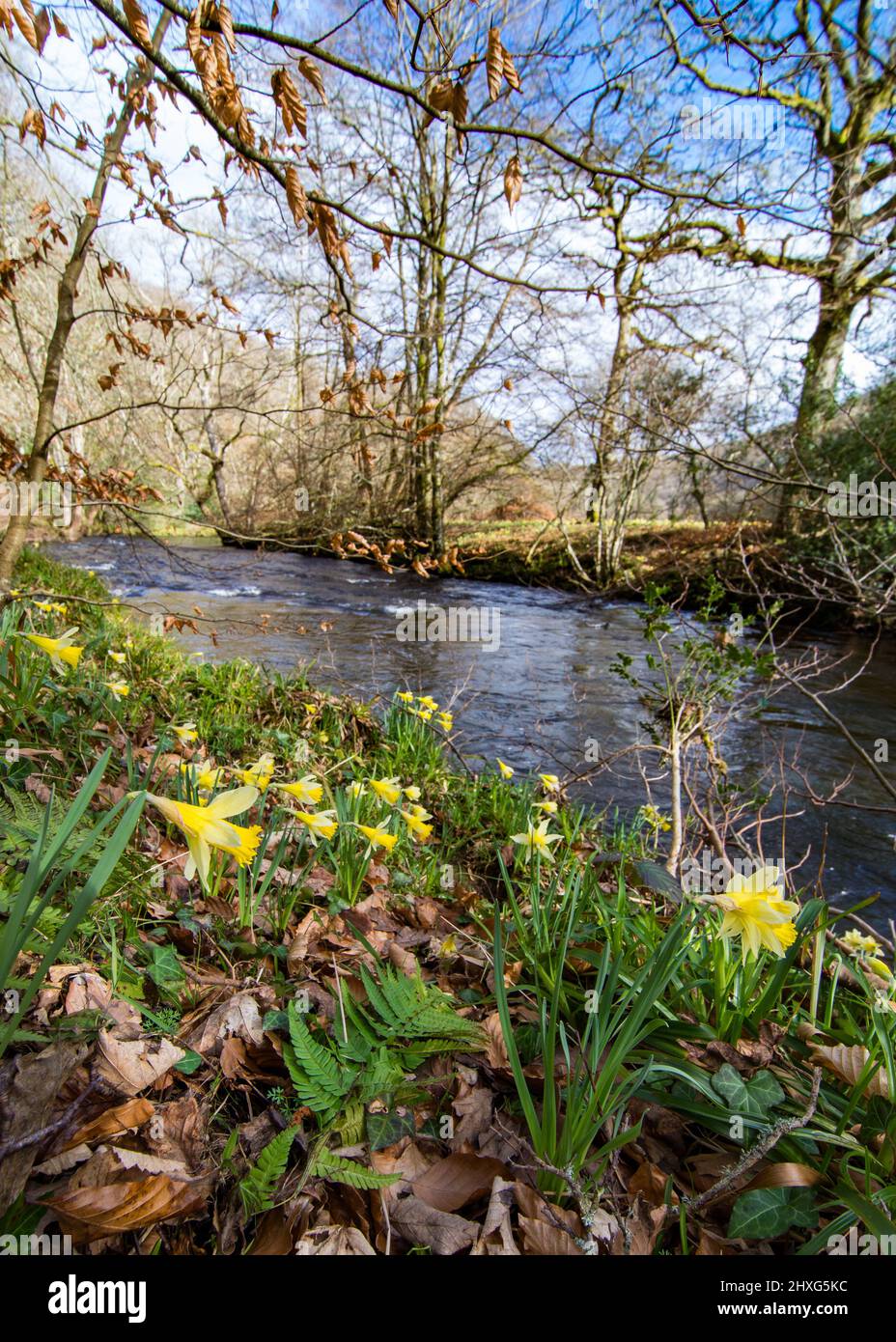 The River Teign near Steps Bridge, Devon, UK in Winter Stock Photo - Alamy