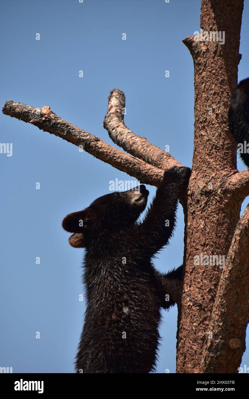 Cute baby black bear cub climbing up a tree in the summer time Stock ...