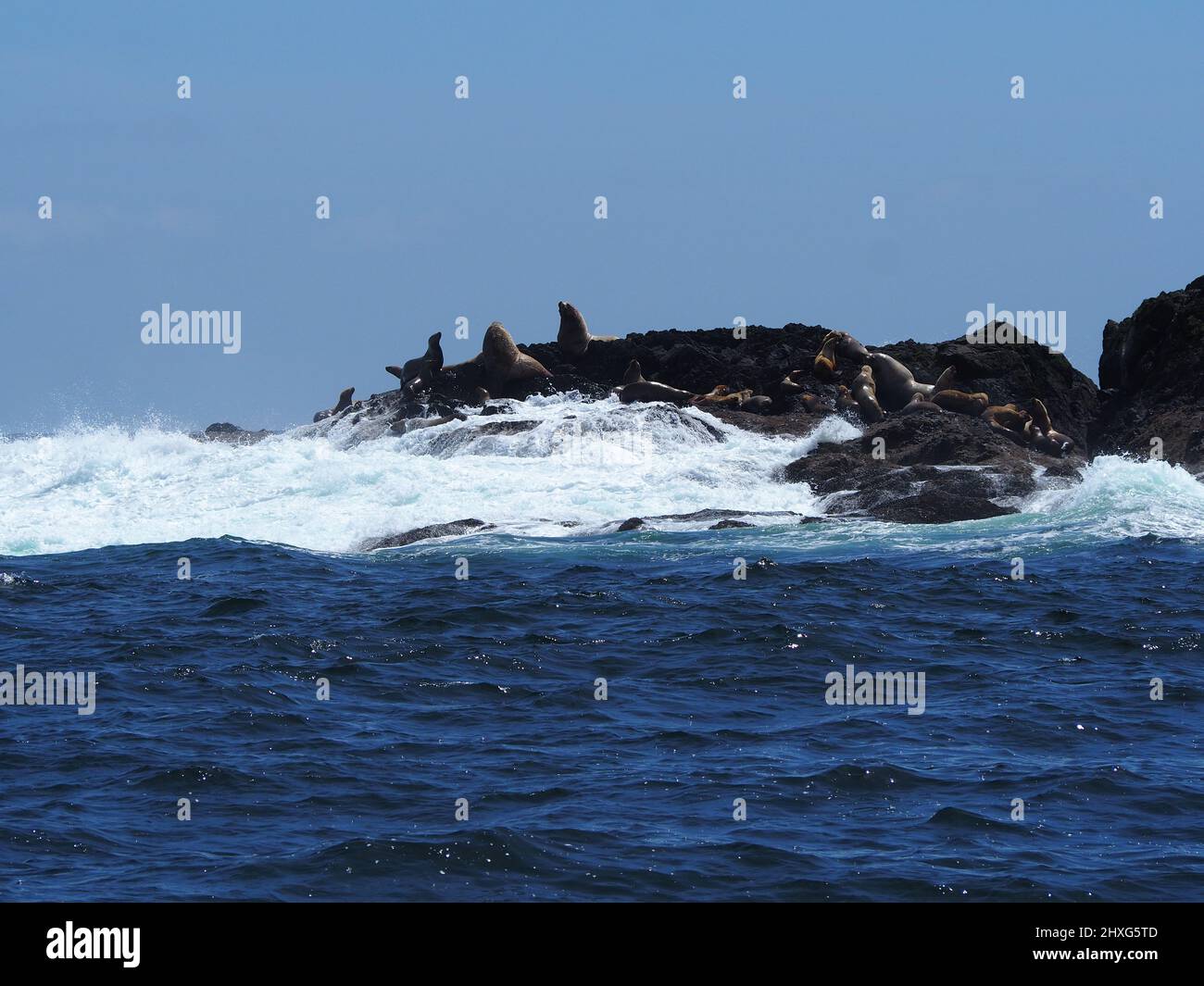 Sea lions sunbathe on in Tofino, Vancouver, Island, Canada. Credit: Amy ...