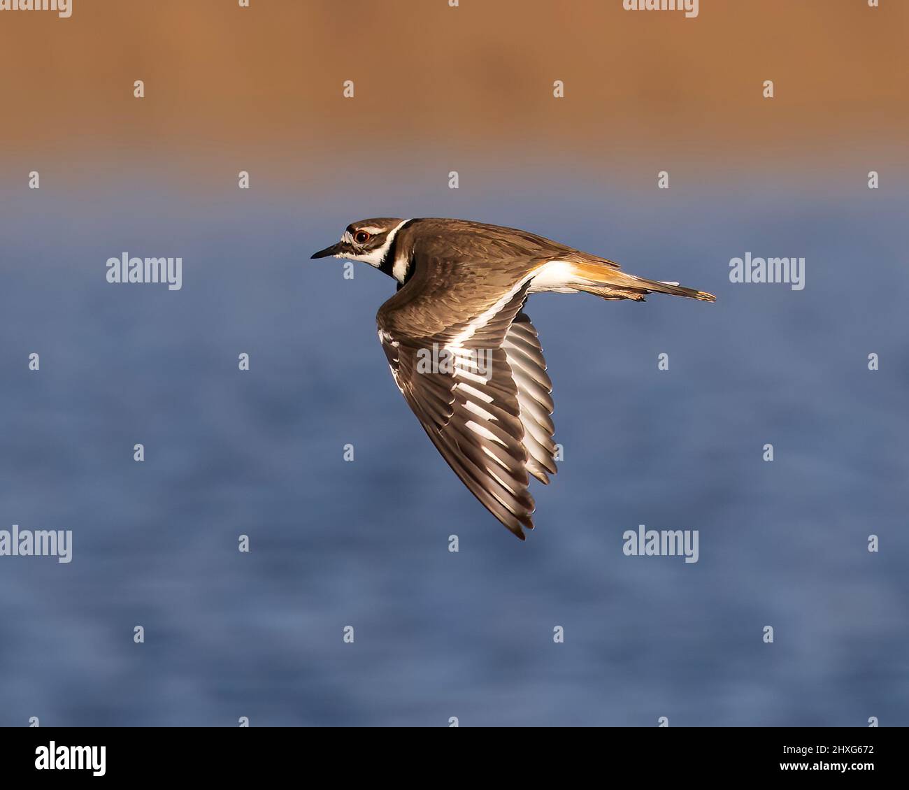 Killdeer flying along a lake shore with wings down Stock Photo - Alamy