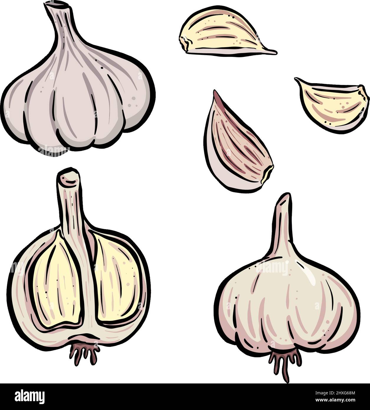 Cartoon Style Garlic Bulb and Pieces Collection Illustration Stock ...