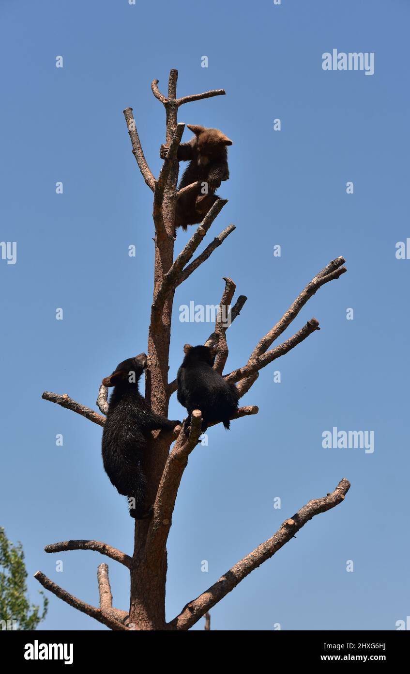 Bear cubs climbing up a tree hi-res stock photography and images - Alamy
