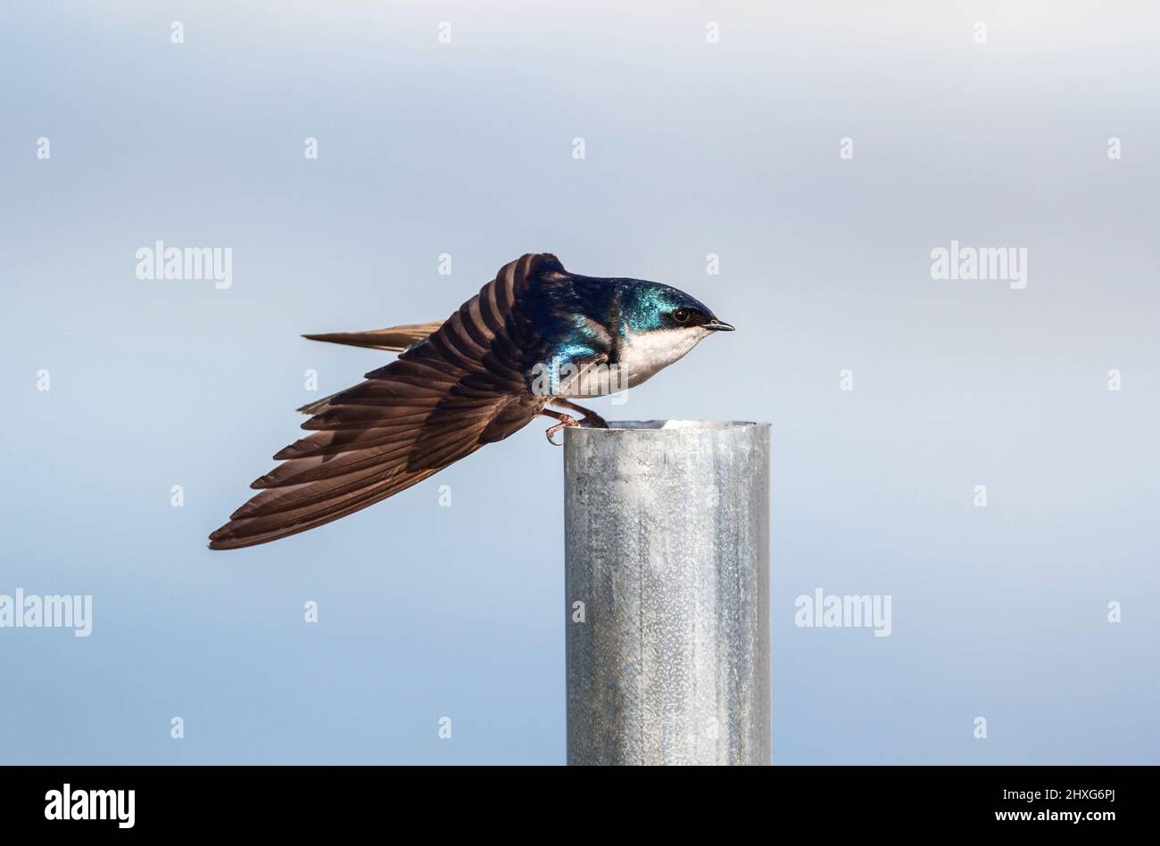 Portrait of a Tree Swallow stretching a wing while perched on a silver ...