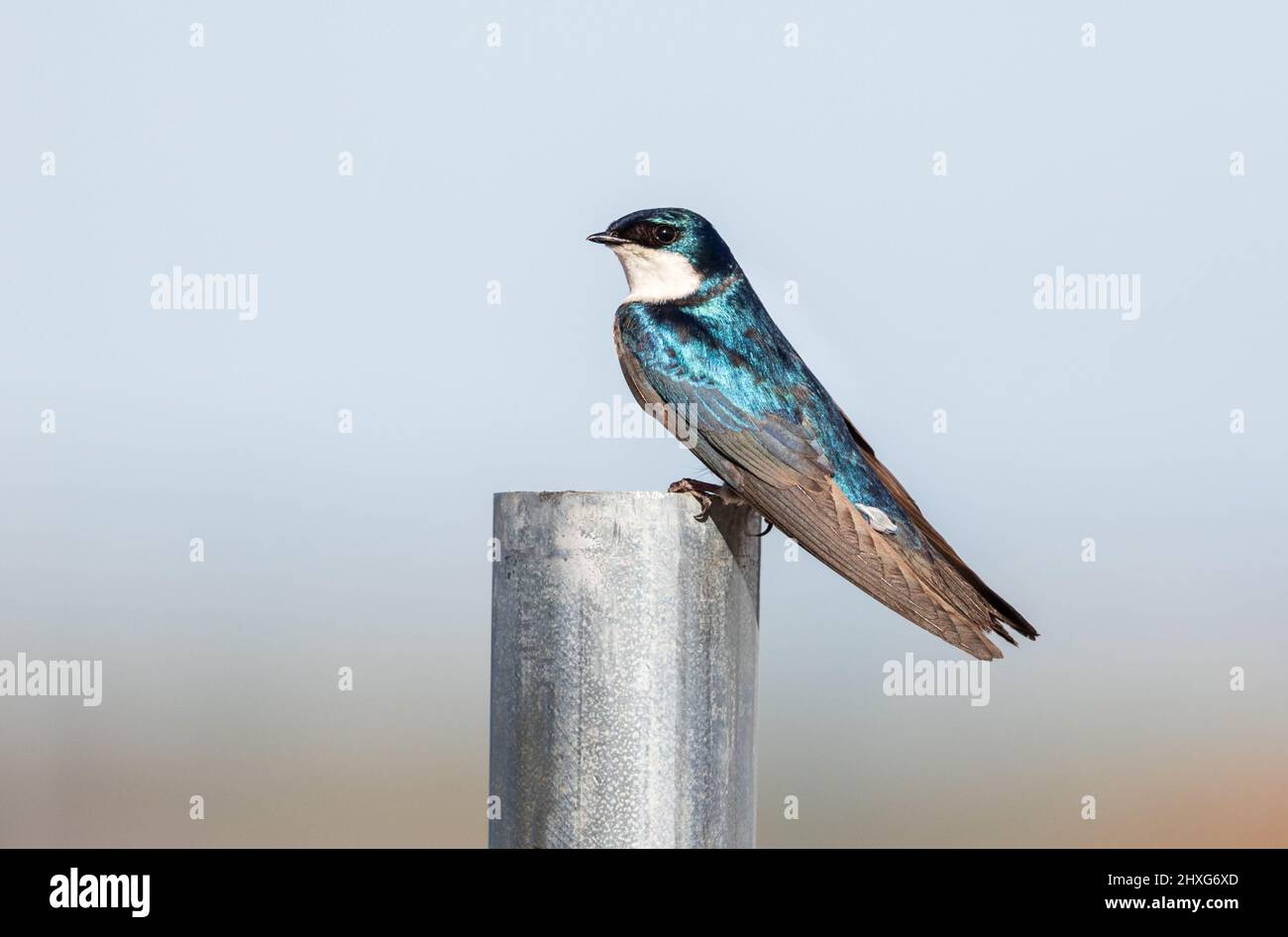 Beautiful streamlined bird hi-res stock photography and images - Alamy