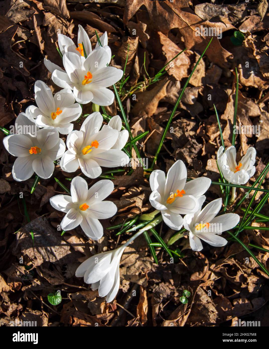 White crocus blooms which are wide open in the spring sunshine showing ...