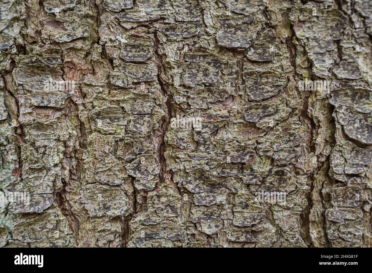 Background with clsoesup texture of an old cork tree Stock Photo - Alamy