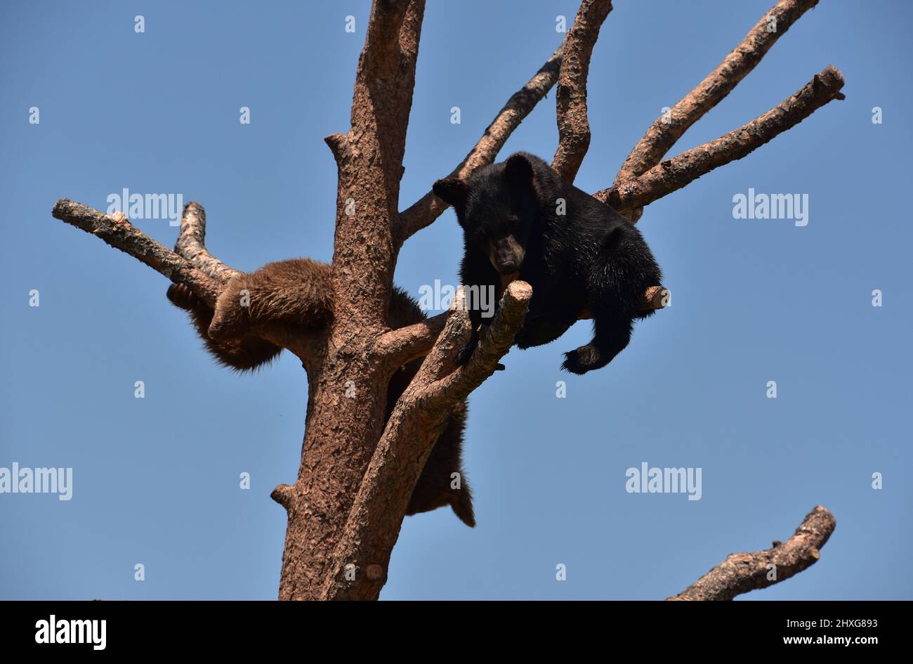 Climbing and playing baby bear cubs in a tree in the summer Stock Photo ...