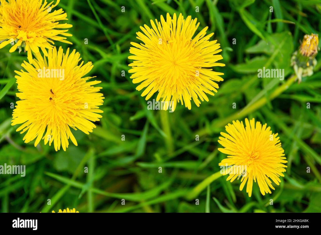 Spring dandelion head in hi-res stock photography and images - Alamy
