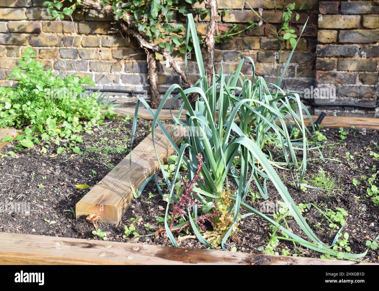 Leek growing in the garden Stock Photo - Alamy