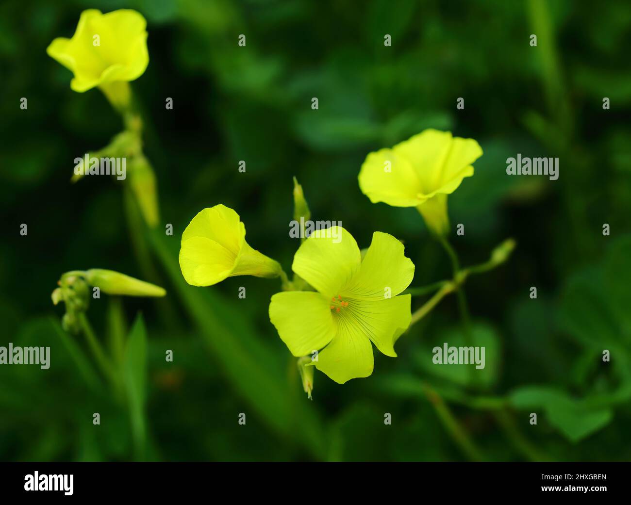Spring. Oxalidaceae. Yellow Wood sorrel - Oxalis pes-caprae in bloom ...