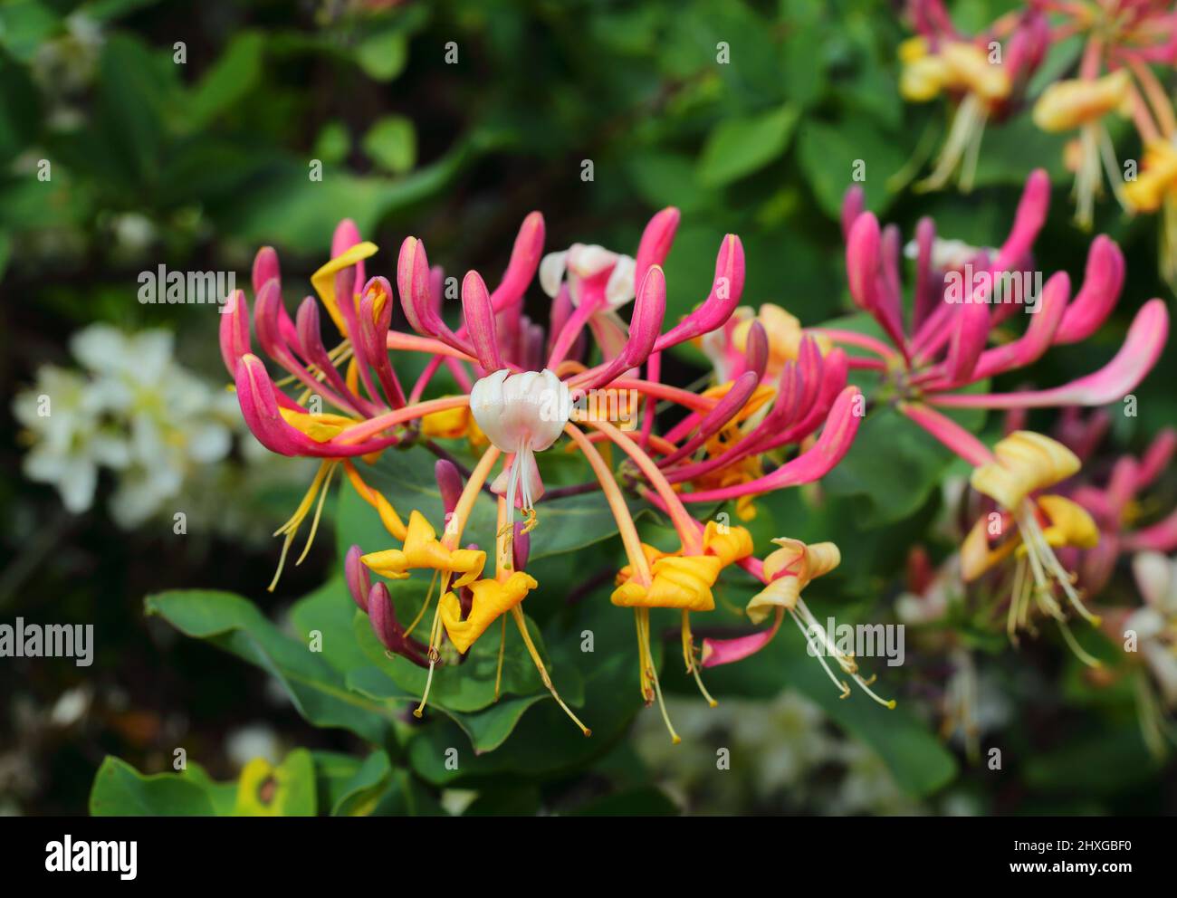 Lonicera etrusca superba or Red Lonicera japonica known as Pink ...
