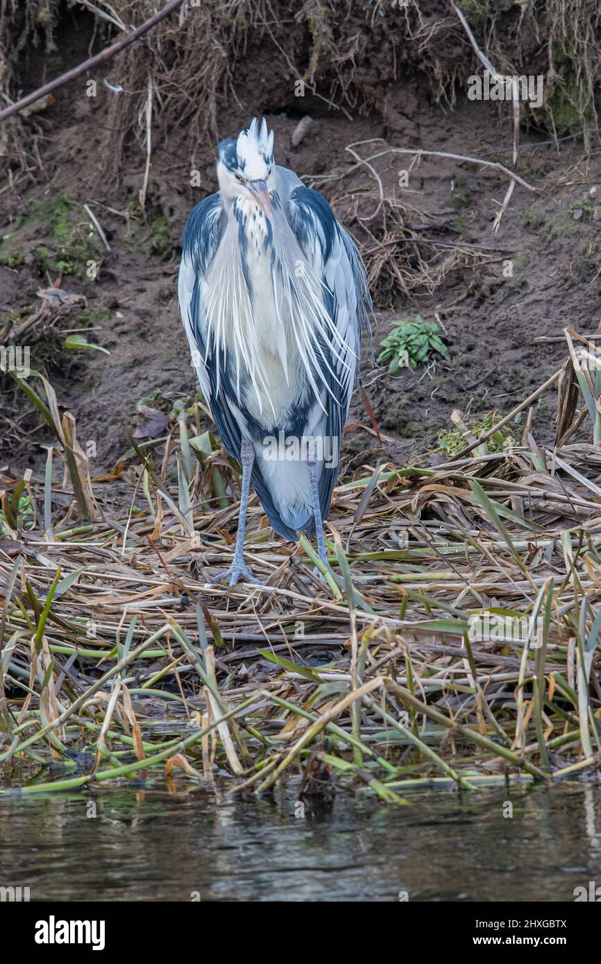 Heron river don aberdeenshire hi-res stock photography and images - Alamy