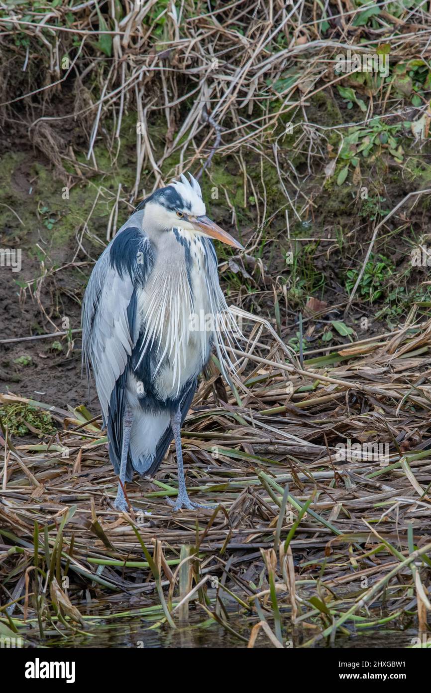 Heron river don aberdeenshire hi-res stock photography and images - Alamy