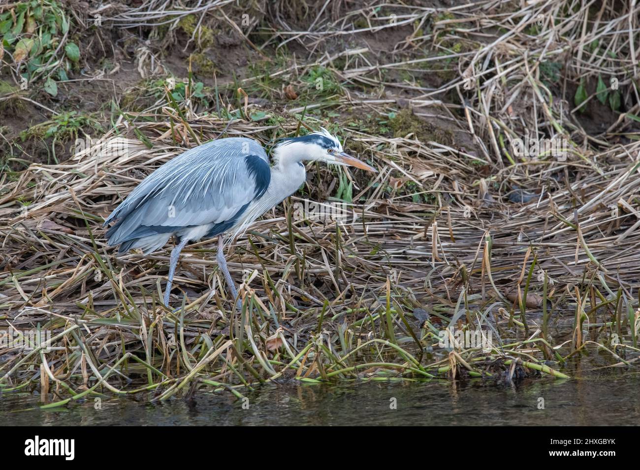 Grey Heron (Ardea cinerea), River Don, Inverurie, Aberdeenshire ...