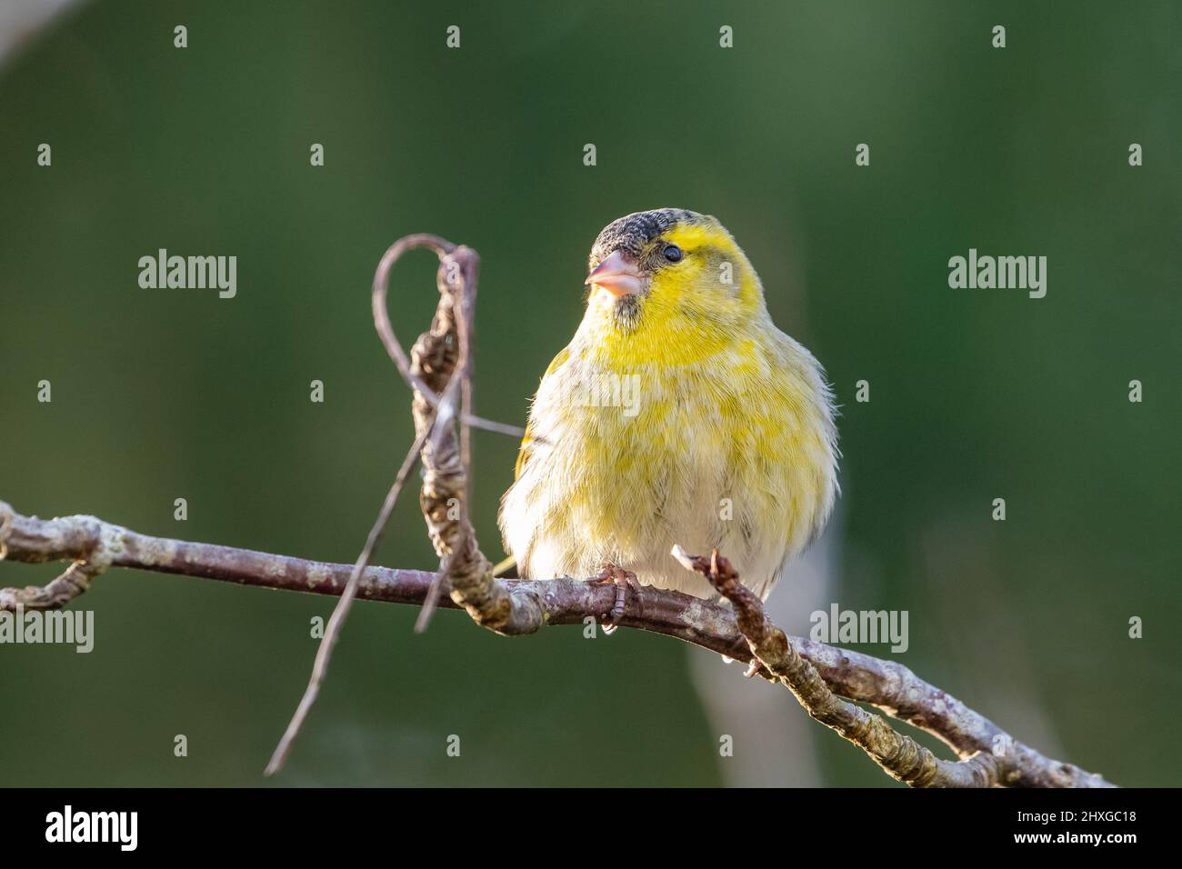 Male siskin, Inverurie, Aberdeenshire, Scotland, UK Stock Photo - Alamy