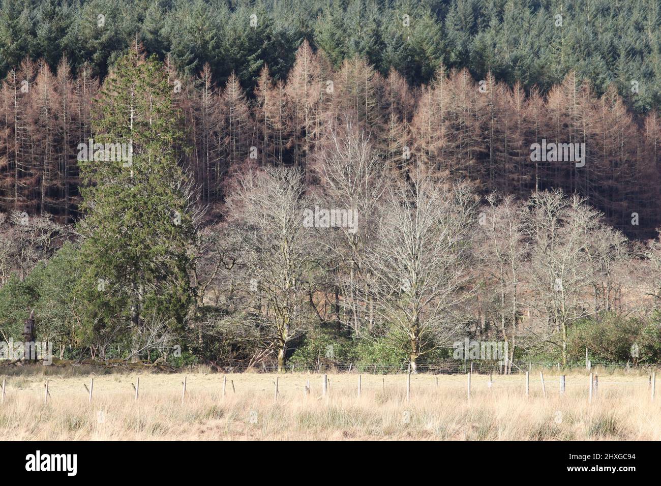 Typical scene in Scottish Highlands in winter Stock Photo - Alamy