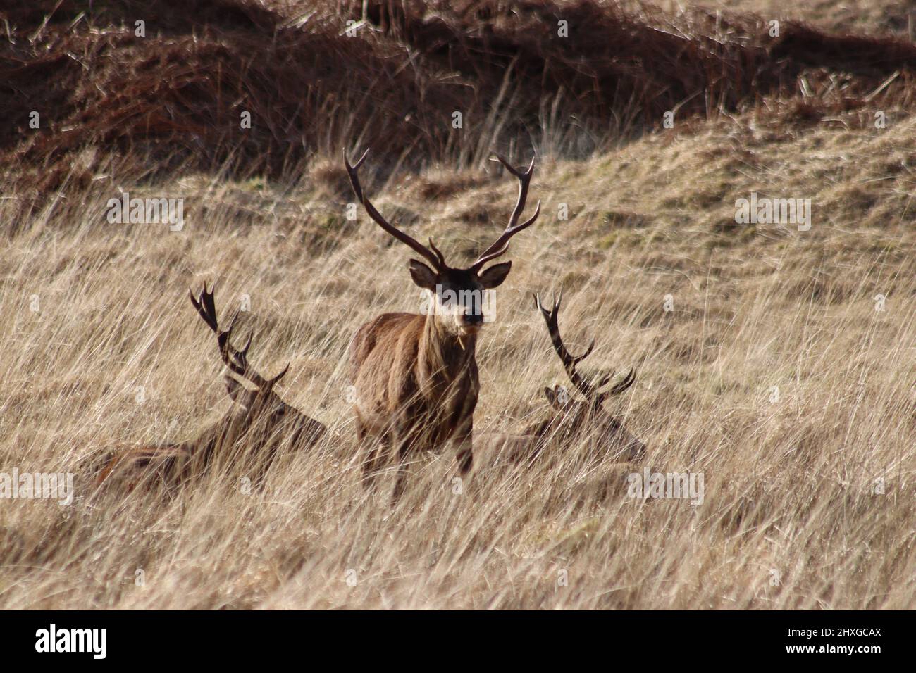 Deer in Scottish Highlands Stock Photo - Alamy