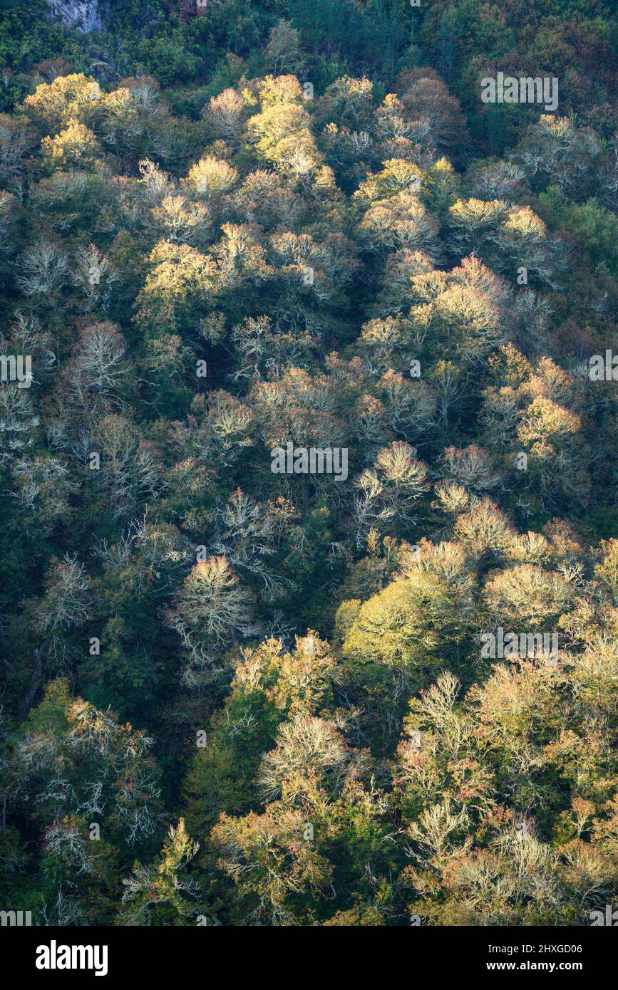 Aerial view of an ancient deciduous forest in the Courel Mountains ...