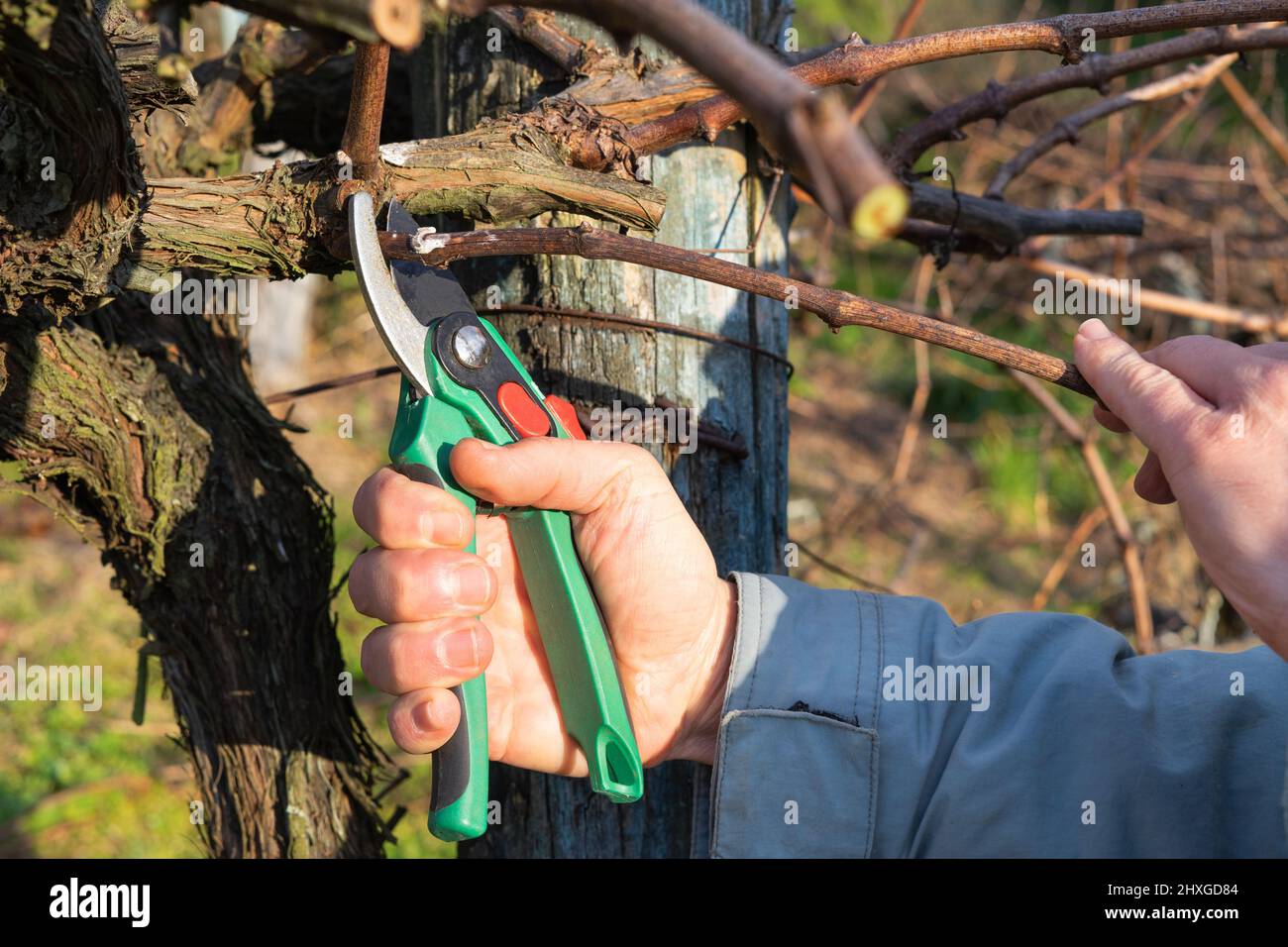 Vine grower cutting branch of wine vine plant. Vine pruning. Copy space ...