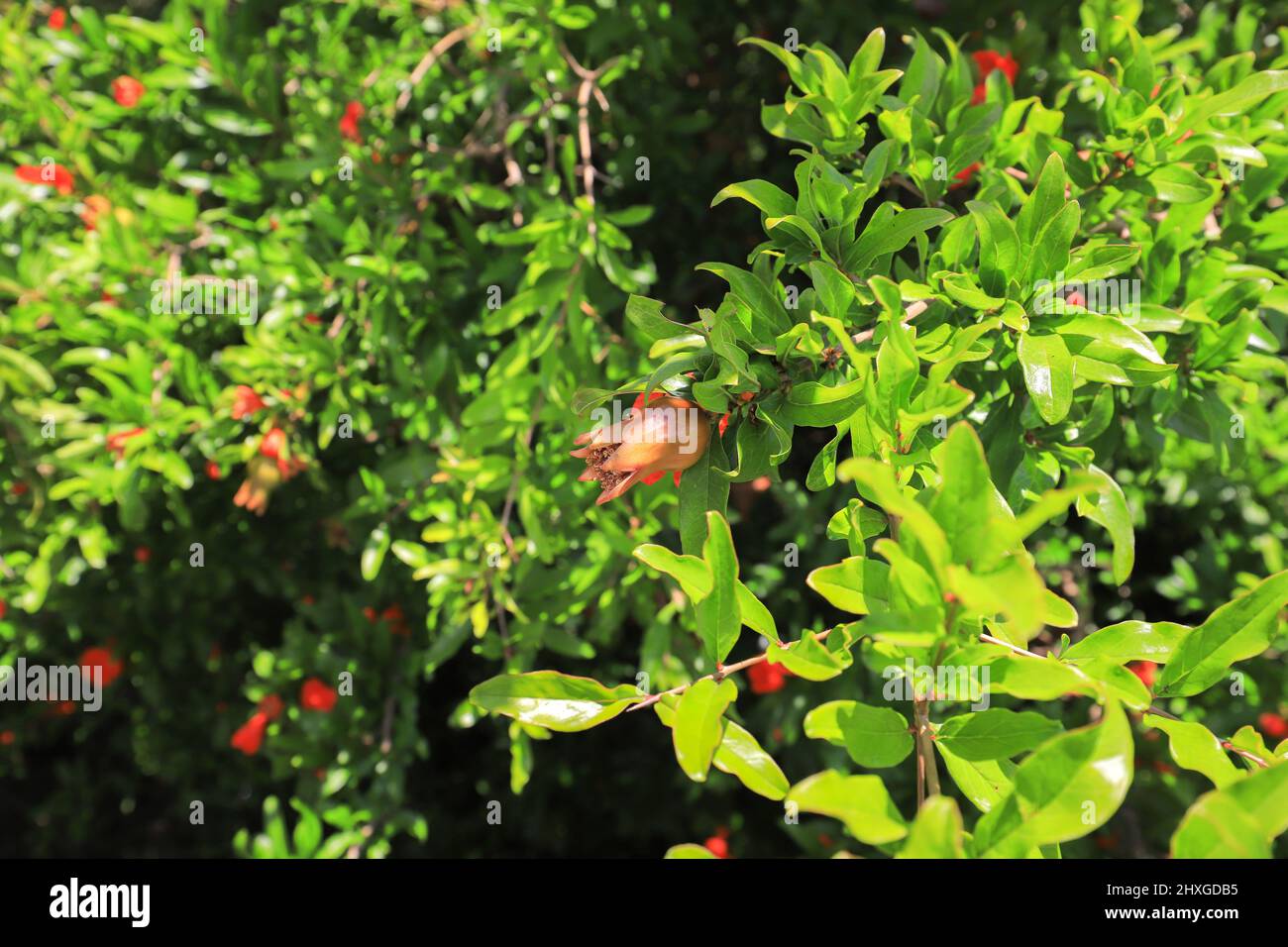 Fresh garnet flower on foliage background close-up Stock Photo - Alamy