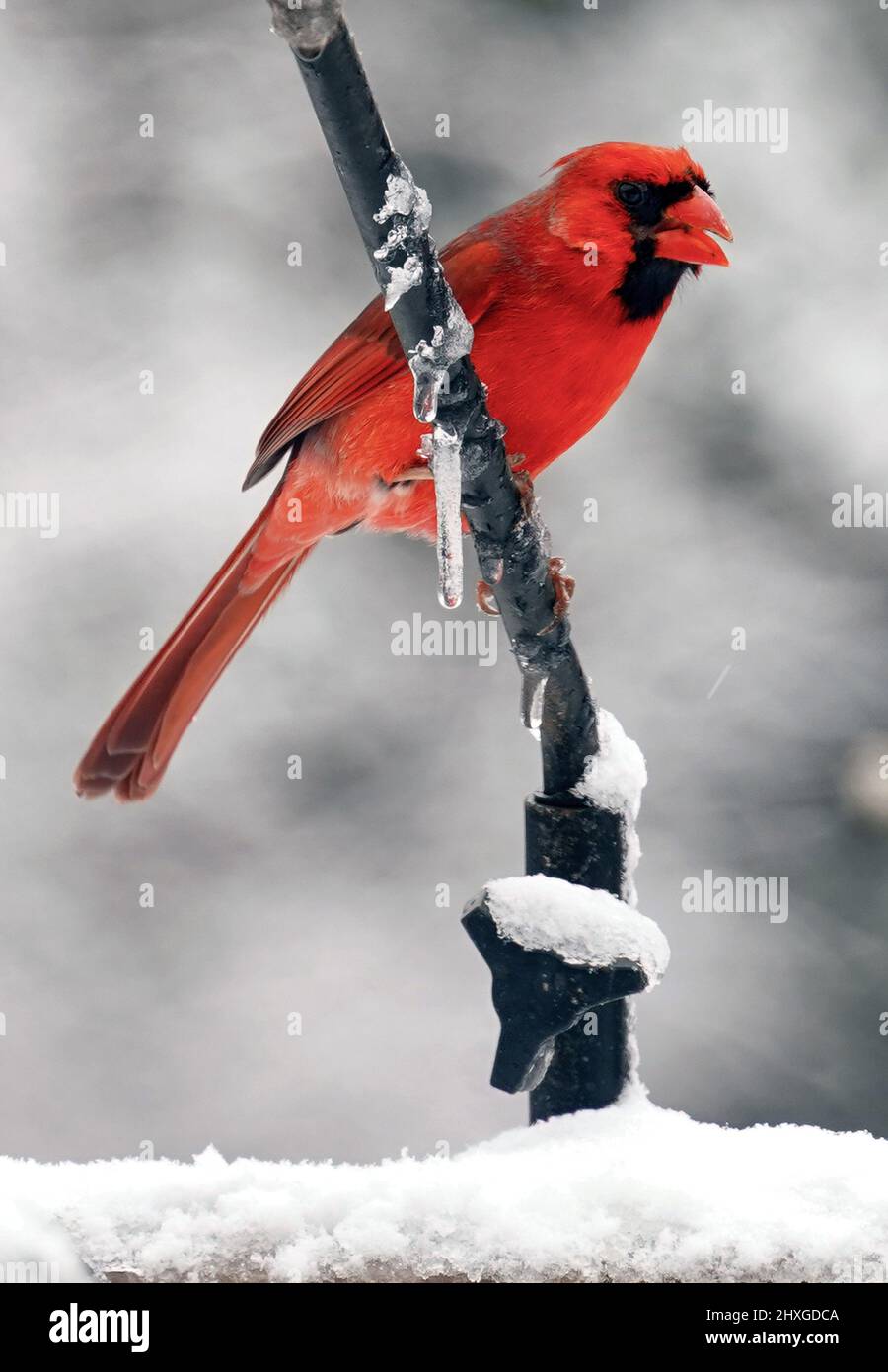 Northern Cardinal on a high perch Stock Photo - Alamy