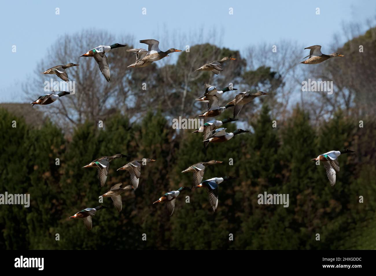 Flock of Northern Shoveler ducks flying with wings in various positions ...