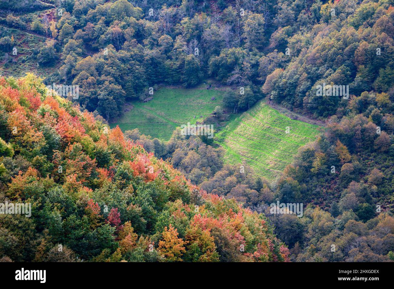 Two small rectangular meadows between forests in Cervantes Ancares Lugo ...