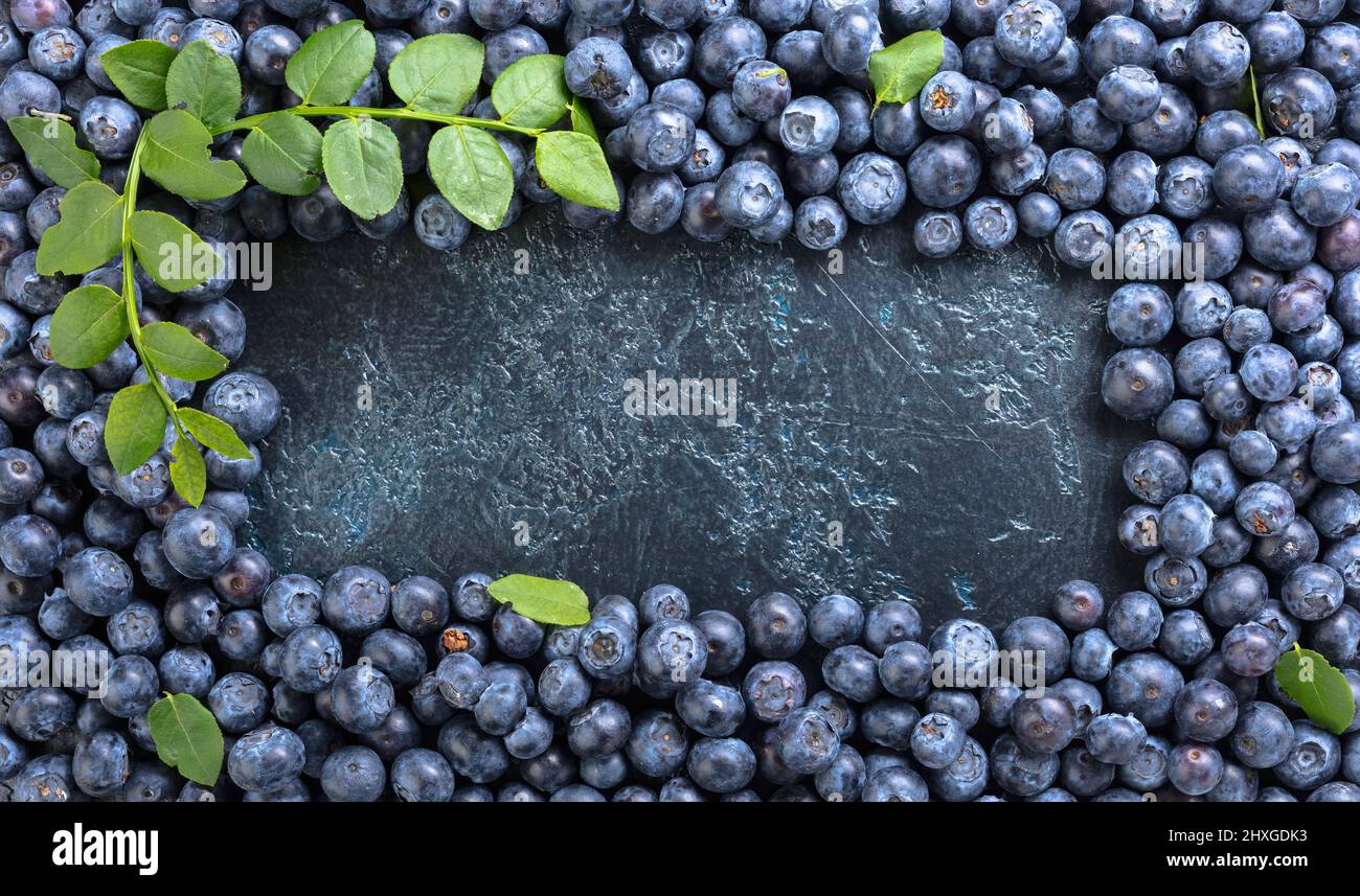 Fresh picked blueberries closeup. Blueberry background. Top view . Copy ...