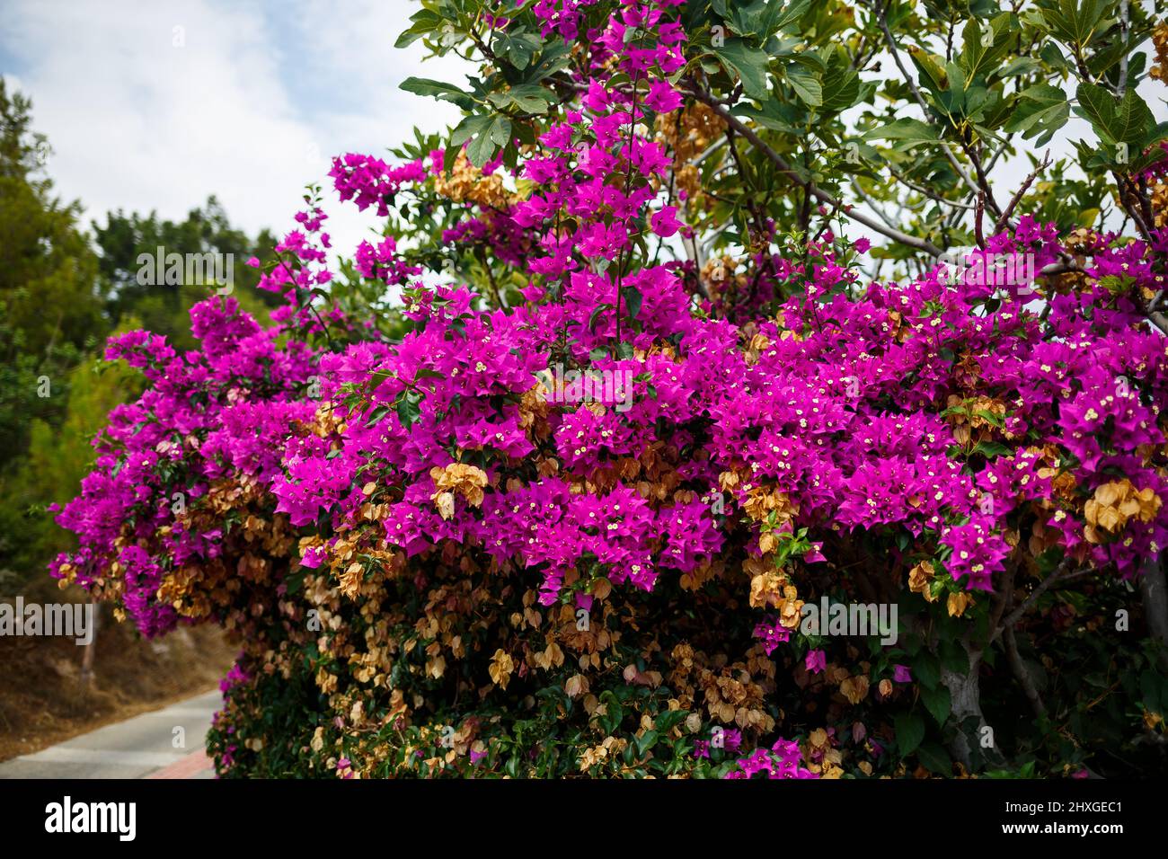 Beautiful pink flowers growing on the bushes in the open air Stock ...